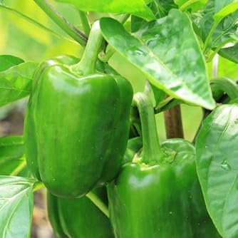 MITU Capsicum (Bell Pepper) Shimla Mirch Live plant Pack Off 1 : Amazon ...