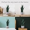 Amazon.com: Mikasa Snake Plant in Faux Gray Marble Pot for Bathroom ...