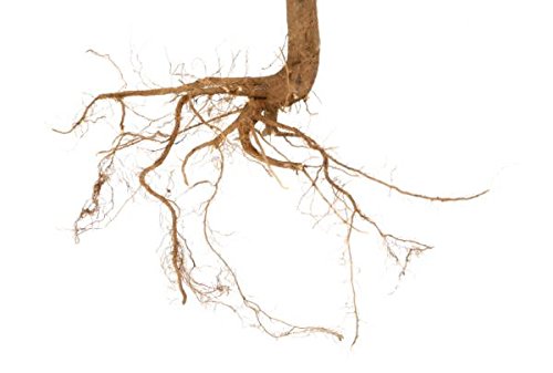 Urancia® Castor Root Arandi Root Erandmool Root Arandmool Root 150g ...