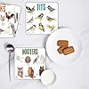 Amazon.com: Set of 4 Funny Bird Pun Coasters: Square Coaster Set Funny ...