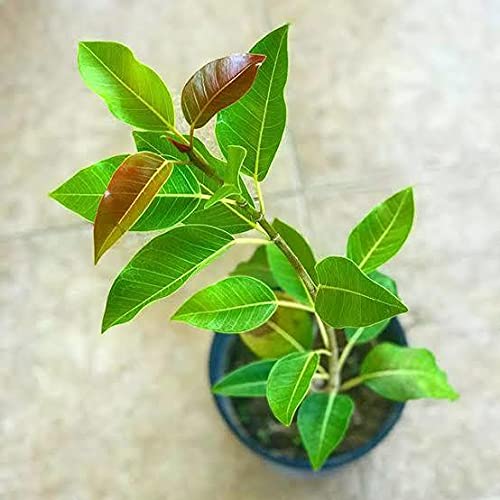 Natural Nursery Pilkhan Plant (Pack of 1) : Amazon.in: Garden & Outdoors