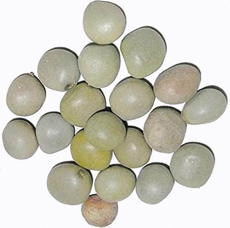 Vidagdha Original SagarGoti/Fever Nut/Katikaranja/Kuberakshi/Kalachikai ...