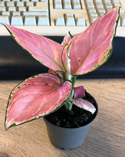 Aglaonema Pink Princess Chinese Evergreen in 6 cm Pot Approx 8 cm Tall ...