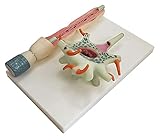 ・製造元:RFGGJNHKJUSWETGBVN・製造元/メーカー部品番号:k/8*29903・Application：Suitable for anyone interested in anatomy, nursing, physiolog...