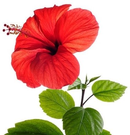 BALUBITA Hybride Hibiscus Flower Plant [Grafted With Growing Bag Smali ...