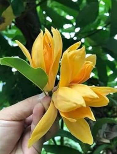 Golden Swarna Champa| Orange Swarna Champa|Sonchafa Flower |Michelia ...
