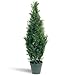 National Tree 36 Inch Arborvitae Tree in Dark Green Round Plastic Pot ...