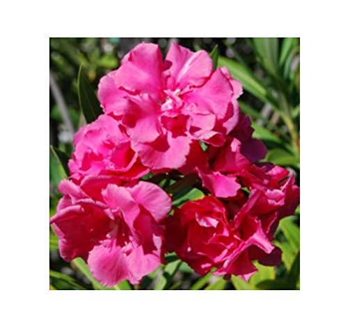 Modern Plants Live kaner Red Double Flower Plant With Pot - Decorative ...