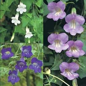 Amazon.com : Asarina Shooting Stars Mix 100 Seeds : Patio, Lawn & Garden
