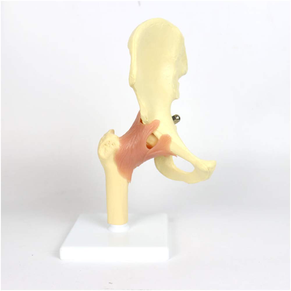 Buy QHYTL Anatomy Human Hip Joint model - The Hip Joint Model Of Human ...
