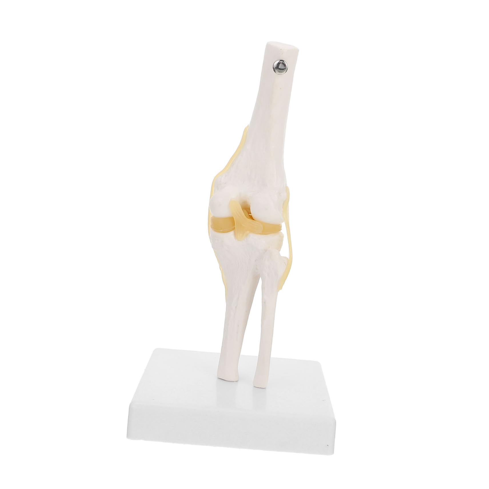 Anatomy Teaching Models Knee Joint Model For Teaching Human Knee ...