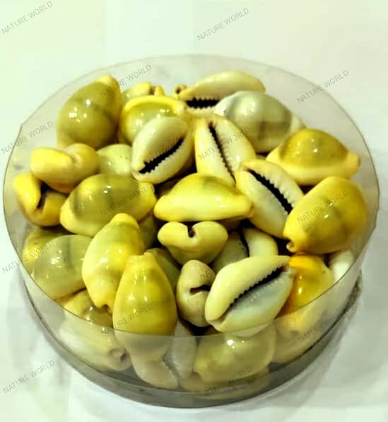 Nature World LAXMI GAVVALU PEELIKODI Yellow Cowrie for DHANA VRIDDHI ...