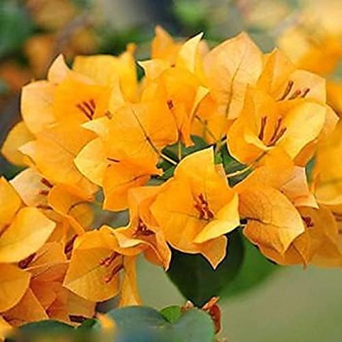 Guruji Plantation Bougainvillea Live Plant – Vibrant Boganvel Flowers ...