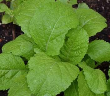 Florida Broadleaf Mustard Greens 1000+ Heirloom Vegetable Seeds Leaf ...