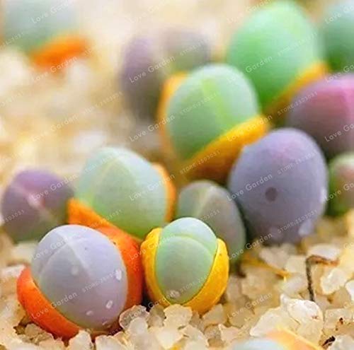 Quality Succulent80 Pcsper Pack Gibbaeum Heathii Seeds very Rale ...