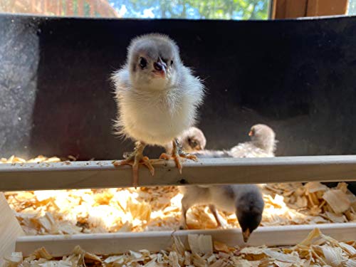 Why Do Chickens Need A Roost!