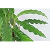 Calathea rufibarba Elgergrass in 12cm Pot - 40-50cm in Height inc Pot ...