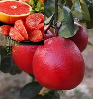 BISWAS PLANTS HOUSE` Pomelo Citrus Maxima/Batabi Lebu Sweet Fruit Live ...