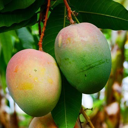 Ariya All Season Gardens Hybrid Grafted Mango Plant Neelam Aam Tasty ...