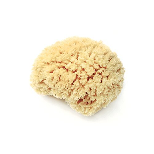 Amazon.com : LATHER Natural Sea Wool Sponge | Self Care | Shower and ...
