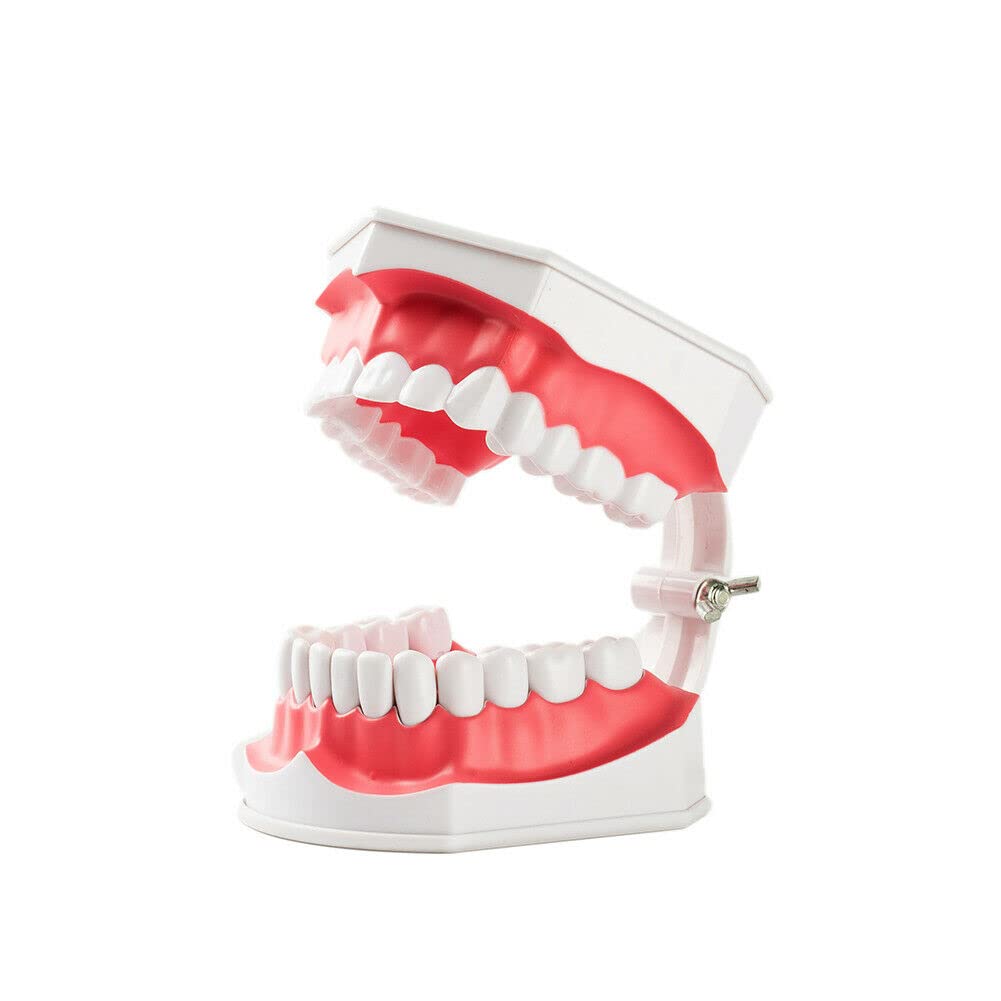 Snapklik.com : Dental Teeth Model, Enlarged 2 Times Standard Size ...