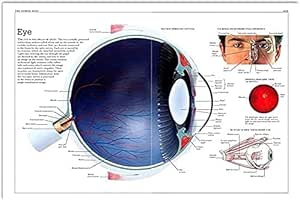 Amazon.com : Ophthalmology Metal Signs Human Eye Anatomy Tin Poster ...