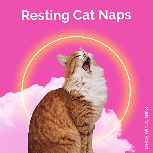 Play Resting Cat Naps by Music for Cats Project on Amazon Music Unlimited