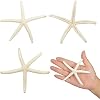 Amazon.com: Jangostor 2-6 Inch 30 PCS Starfish10 PCS Sand Dollars Mixed ...