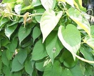 Urancia® Prasarani Gandhaprasaran Paederia foetida Dried 250gm : Amazon ...