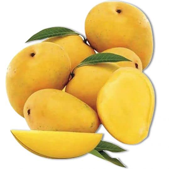 Exotica Orchids Rakhal Bhog Mango Plant-Grafted : Amazon.in: Garden ...