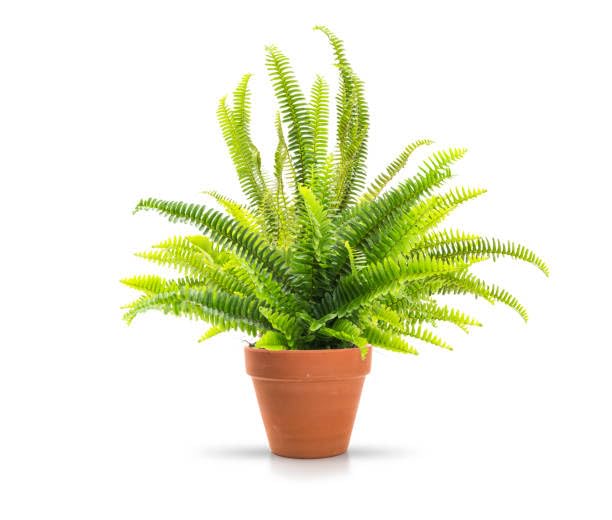 PlantaZee fern/Filicophyta live plant : Amazon.in: Garden & Outdoors