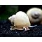 Amazon.com: Aquatic Arts 3 Live Ivory Mystery Snails Freshwater ...