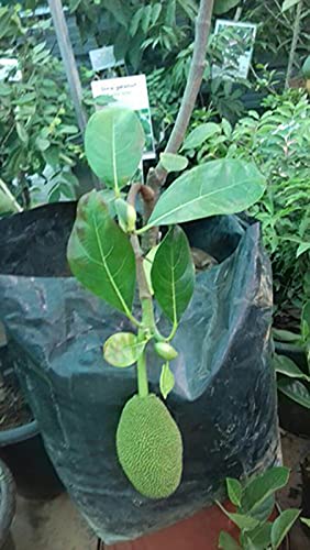 Trothic Gardens Live Plant Then Varikka World Largest Tree Fruit ...