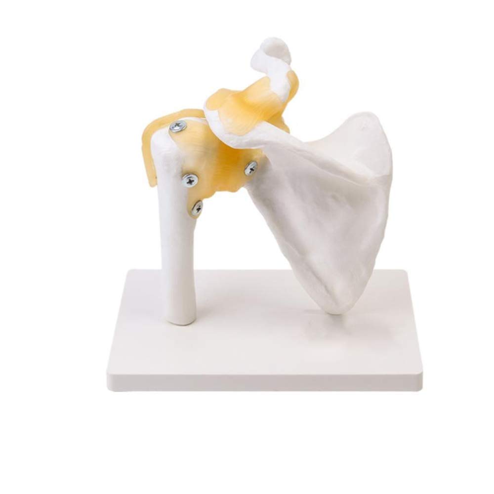 Buy WEHOLY Educational Model Human Shoulder Joint Model,1:1 Life Size ...