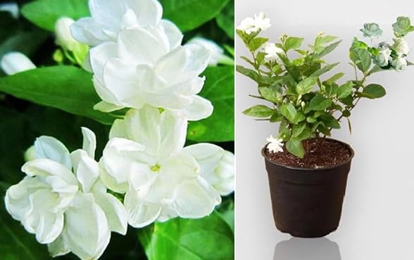 Green view Your Shop Live Arabian Jasmine Double Flower Plant -Jasminum ...