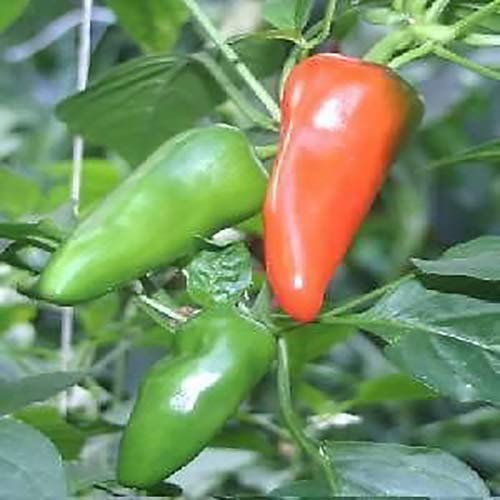 Hot Chilli Seeds - F1 Hybrid Bullet (Vegetables) Pack Of 100 Seeds ...