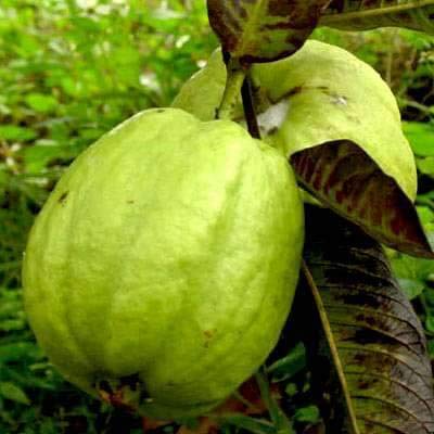 Mphmi Guava Tree, Amrud, Psidium guajava (Sardar L49, Grafted) - Plant ...