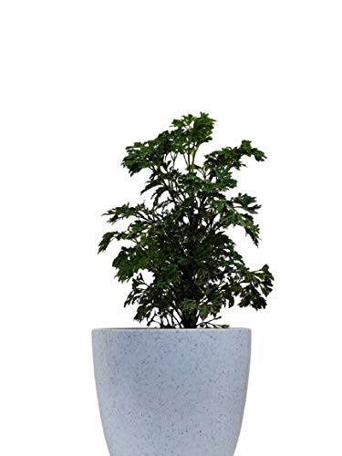 The Plant Store | Finger Aralia | Schefflera elegantissima | Balcony ...