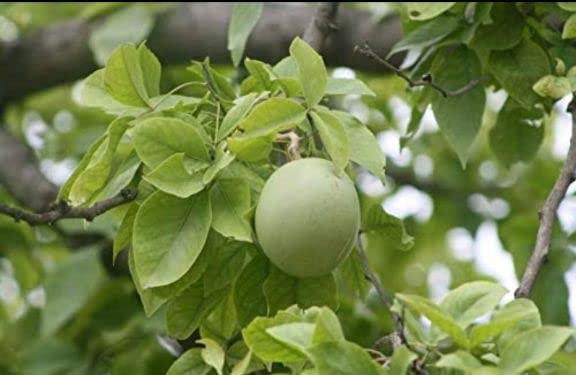 Balbasaur Live Bel Patra/Bel Tree/Bilva Patra/Bael/Bel Pathar Fruit ...