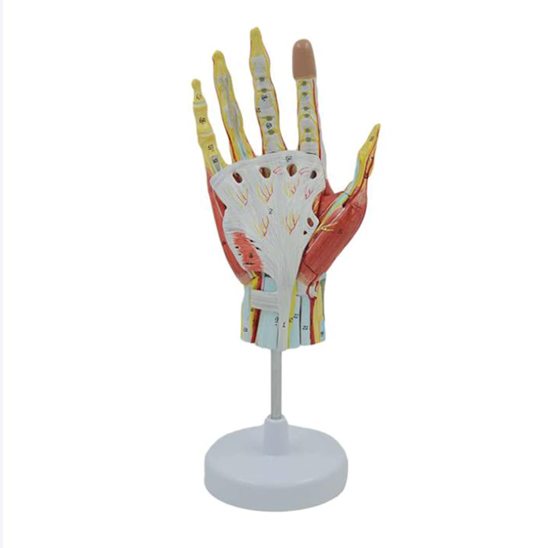 Human Palm Anatomy Model Life Size Hand Skeleton Model Ligaments ...