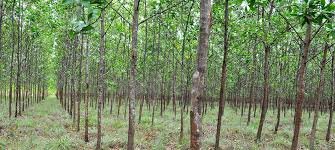 Creative Farmer Tree Seeds : Forest Mangrove -Mangium Seeds - 50 Seeds ...