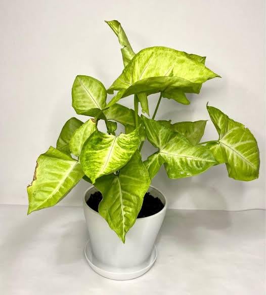 Mphmi Live Plant Nursery NCR Plant Syngonium plant Podophyllum Silver ...