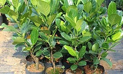 Live Mini Jack Fruit Cheena Super Tasty Grafted Jackfruit Plant ...