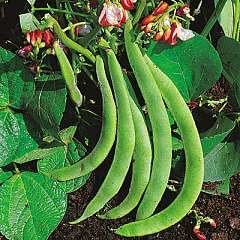 Bean : Dwarf Runner Bean : Hestia : Amazon.co.uk: Garden