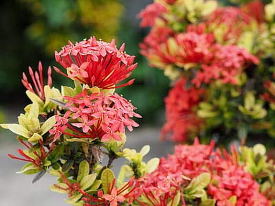 Creative Farmer Live Flower Plant Ixora Red Chethi, Thechi, Thetti ...