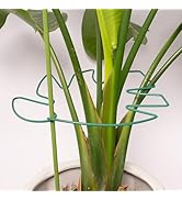 Amazon.com : YOHSNOR 5PCS Monstera Plant Support System 4.1IN - Durable ...