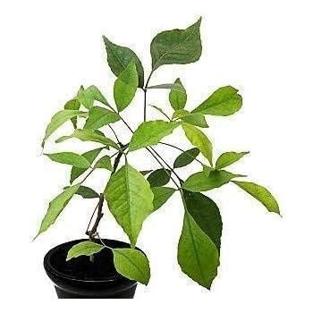 Cloud Farm Dwarf Thai Bel Tree Bilva Patra leaves belpatra Aegle ...