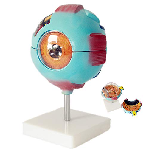 Buy XUEBAI Magnification 6x Human Giant Eye Model, Science Experiment ...