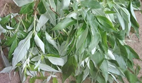 Buy Merli Herbs/Fresh Nochi Leaves/Nirgundi/Vitex - 250 gm Online at ...