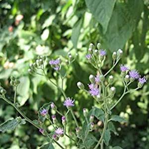 Sahadevi/Vernonia/Sridevi Plant Seeds